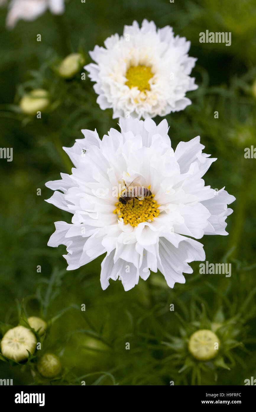Puff flowers hi-res stock photography and images - Alamy