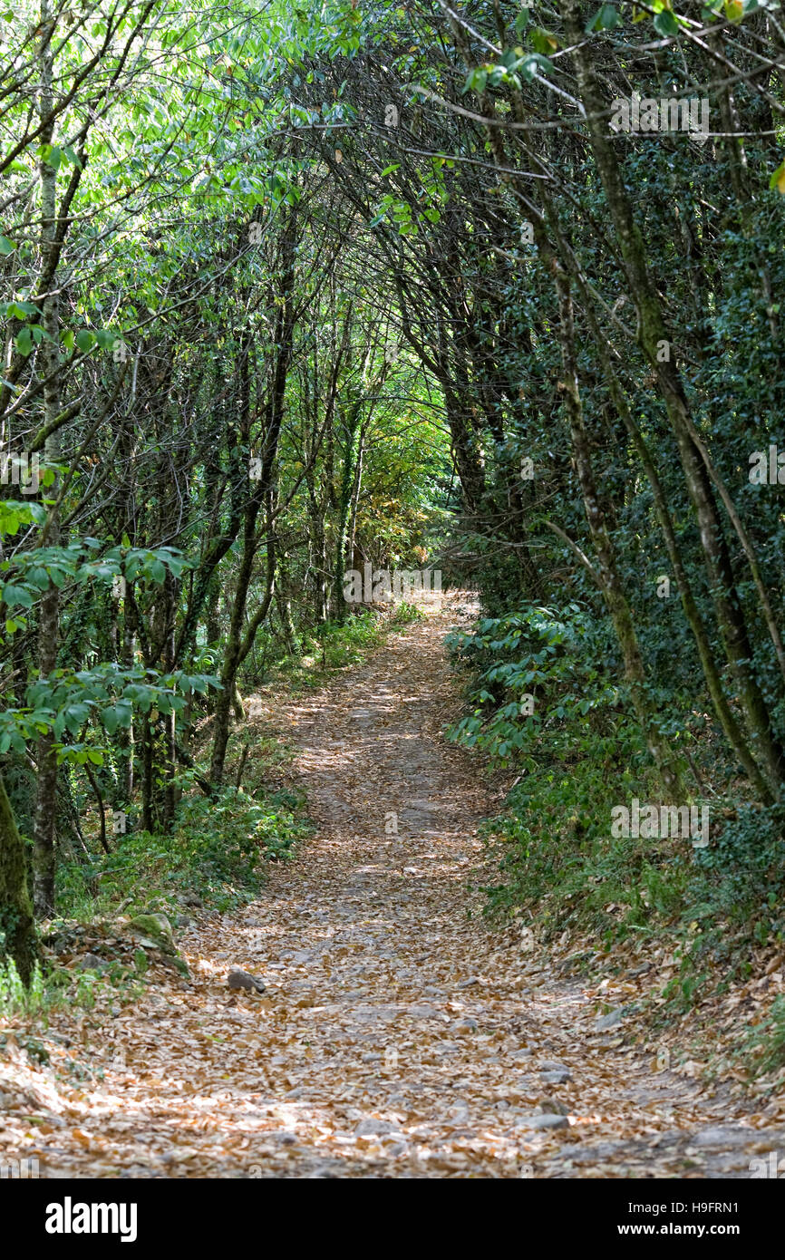 Path through a French woodland in late summer Stock Photo - Alamy