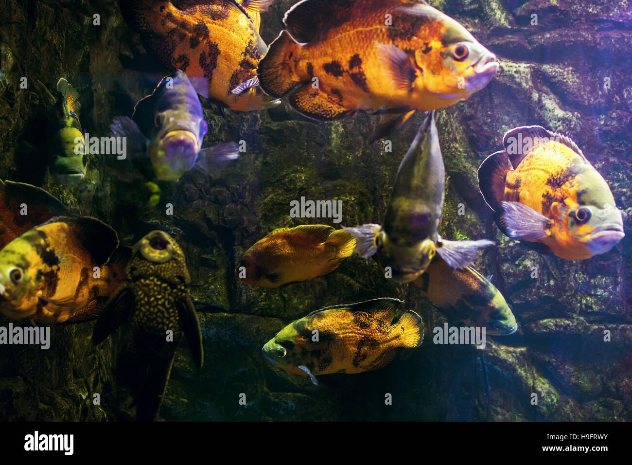 Beautiful underwater world with tropical fish Stock Photo - Alamy