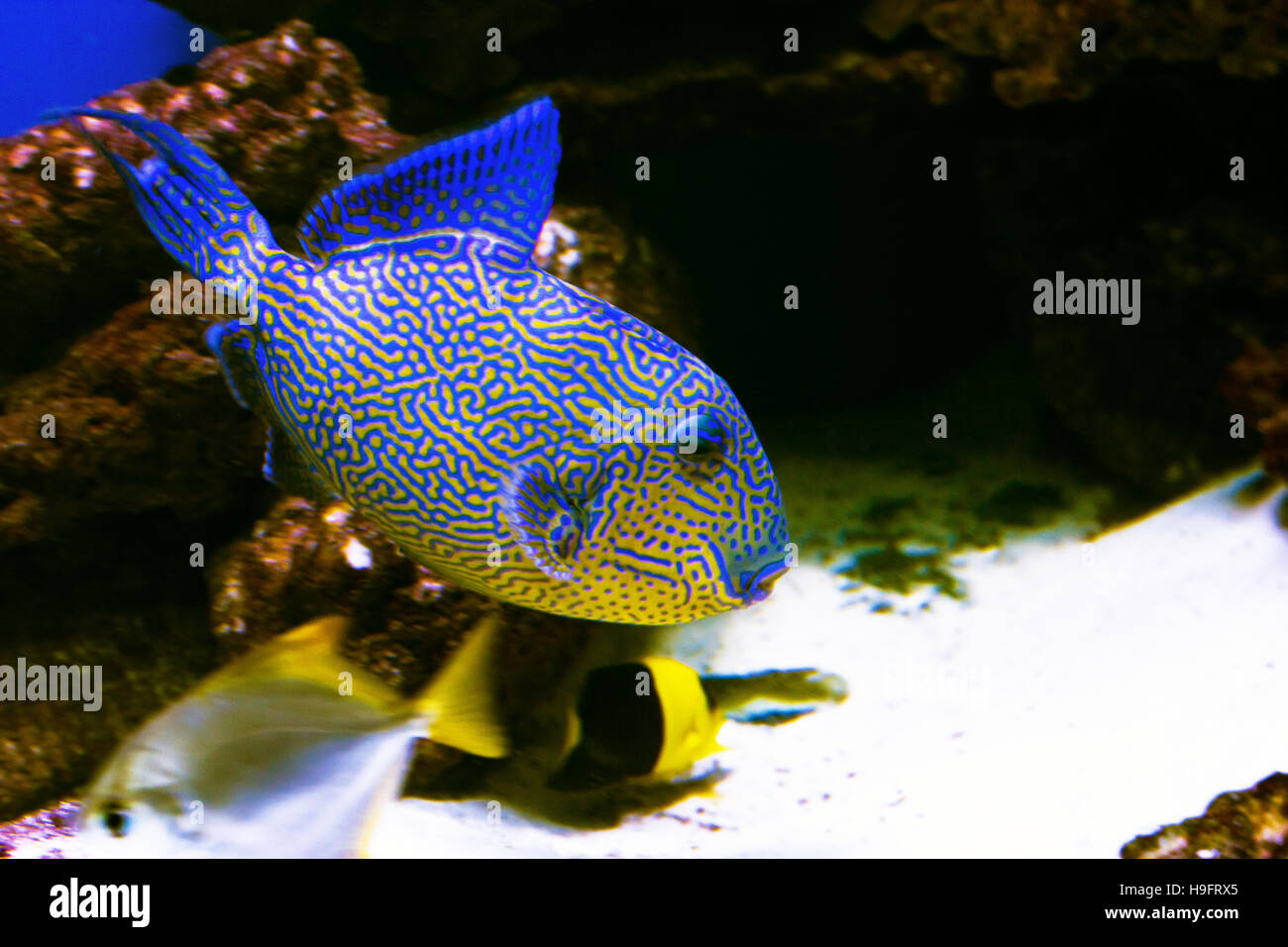 Beautiful underwater world with tropical fish Stock Photo - Alamy