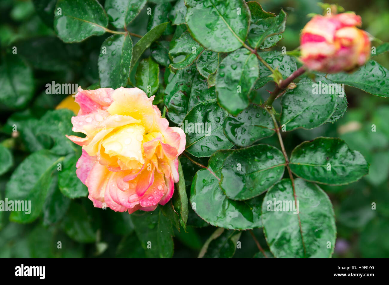 Fading autumn rose with drops of water after a rain close-up with blur ...