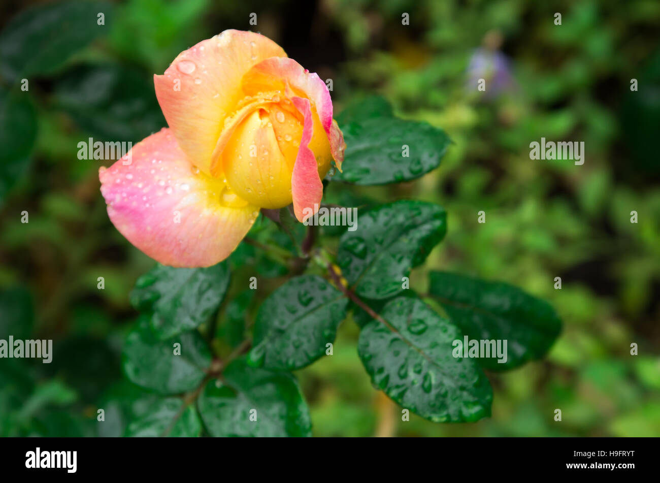 Little autumn rose with drops of water after a rain close-up with blur ...