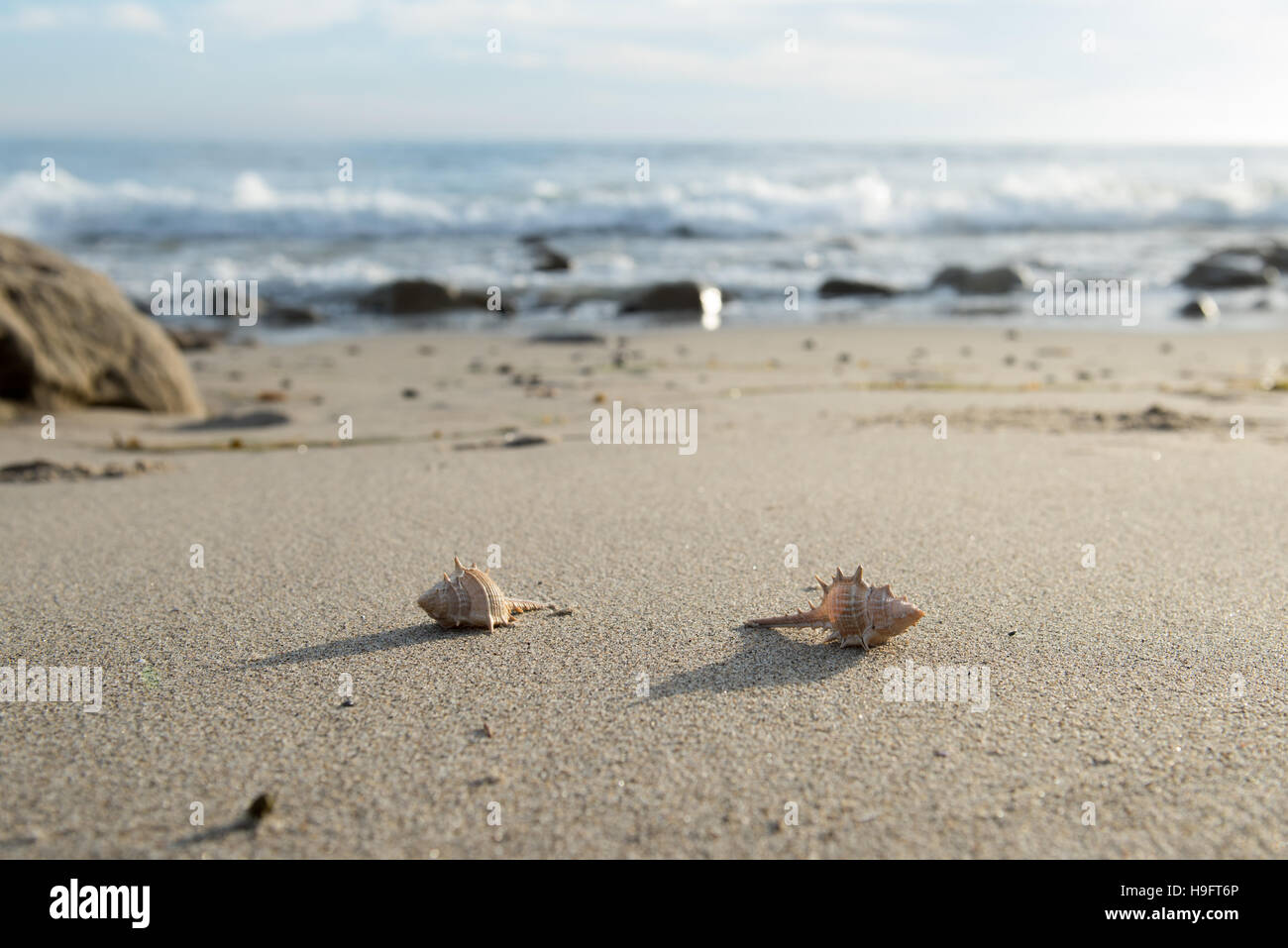 Two shells hi-res stock photography and images - Alamy