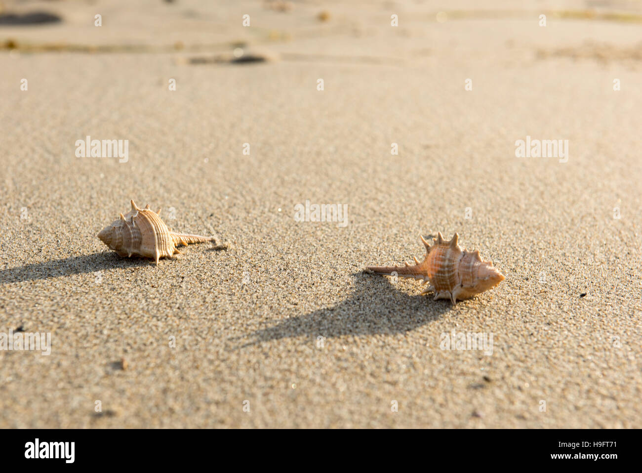 Two shells on the sand Stock Photo - Alamy