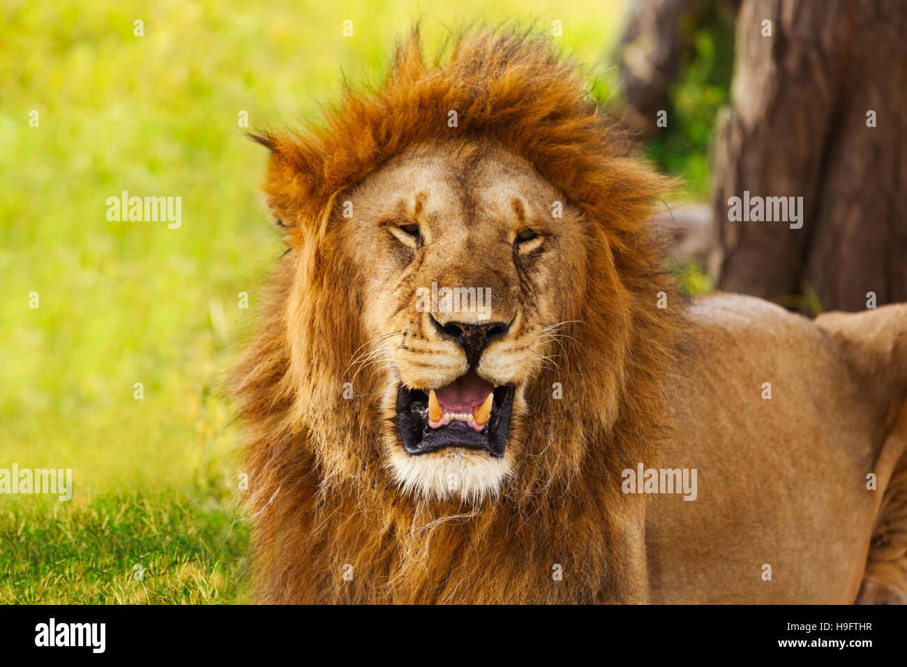 Close-up portrait of an old roaring lion Stock Photo - Alamy