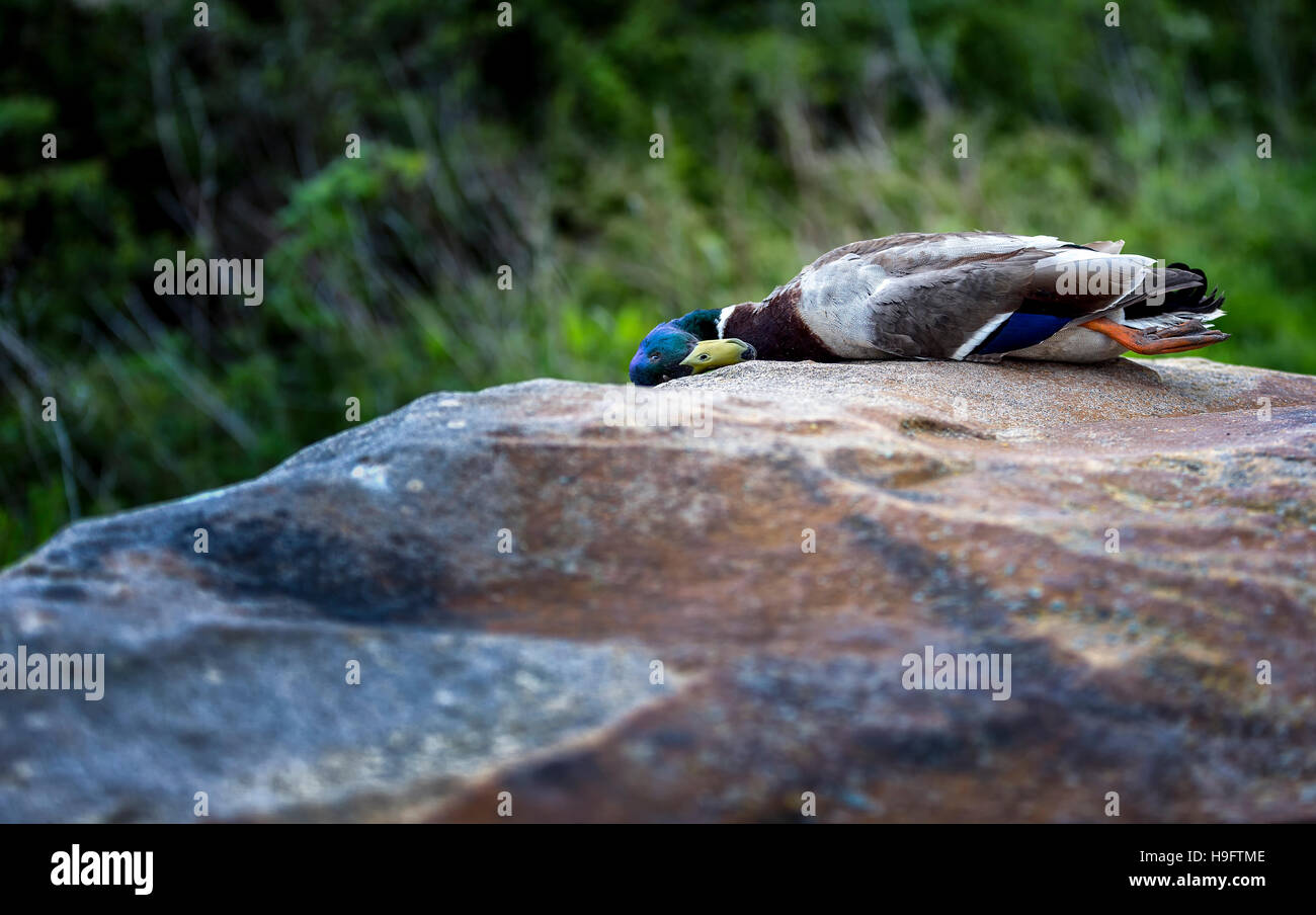 Dead deceased hi-res stock photography and images - Alamy