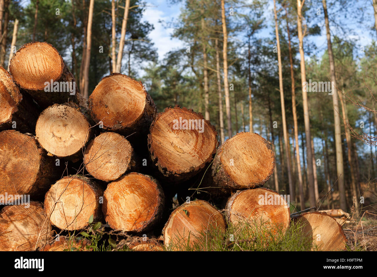 Delamere log pile Stock Photo - Alamy