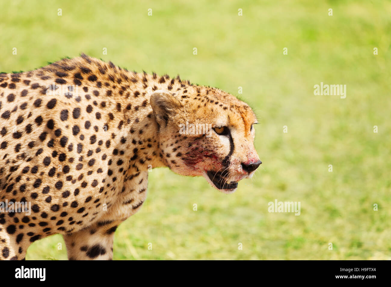 Side view portrait of wild cheetah after feasting Stock Photo - Alamy