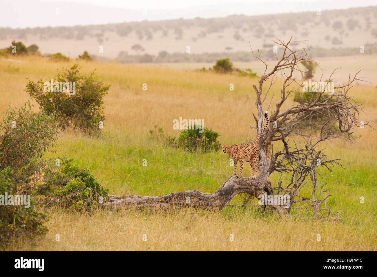 African cheetah standing on a dead tree at savanna Stock Photo - Alamy