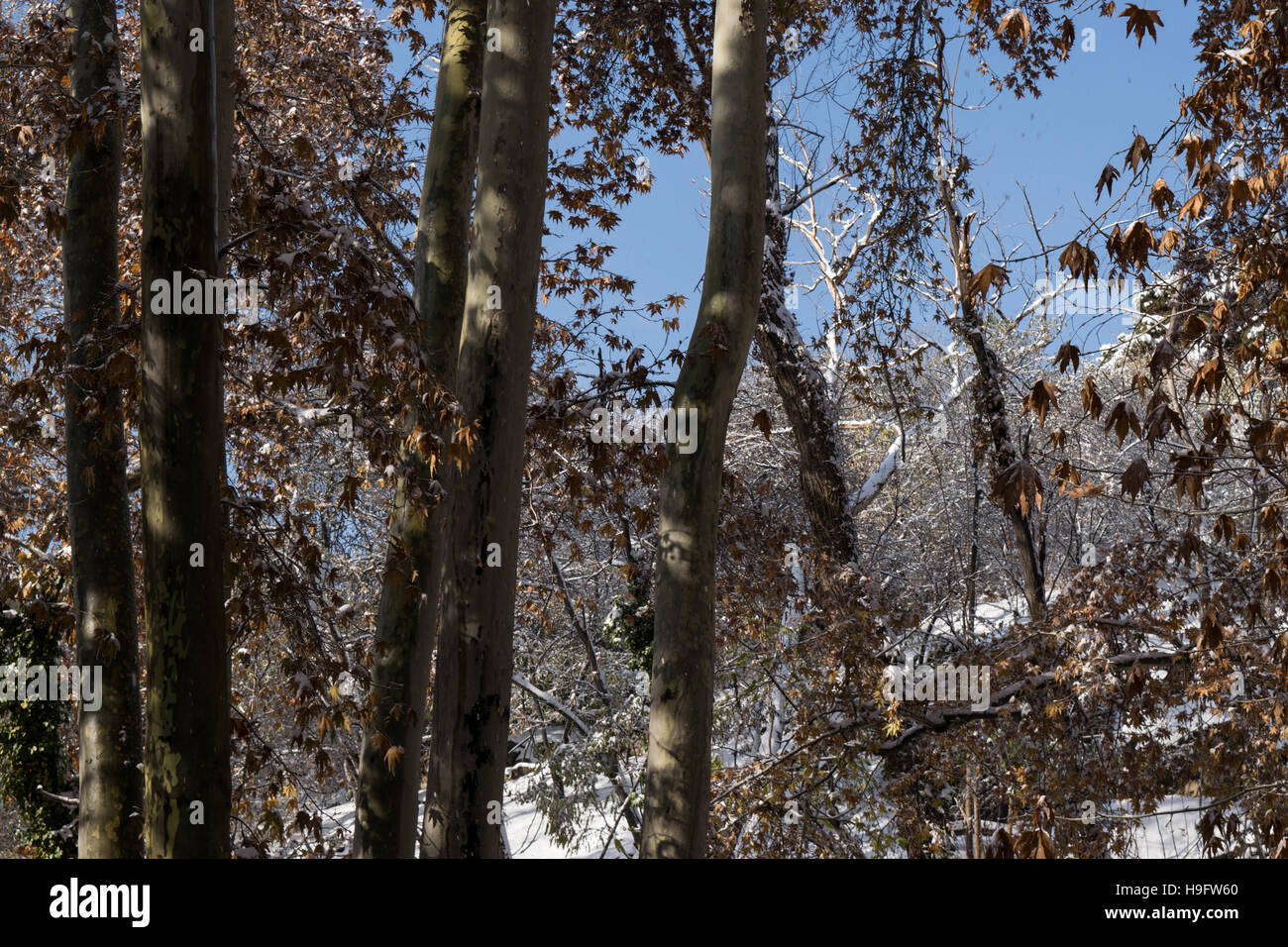 trees in fall Stock Photo - Alamy