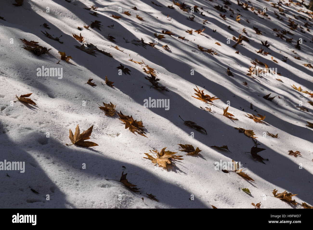 leaves in light and shadow Stock Photo - Alamy