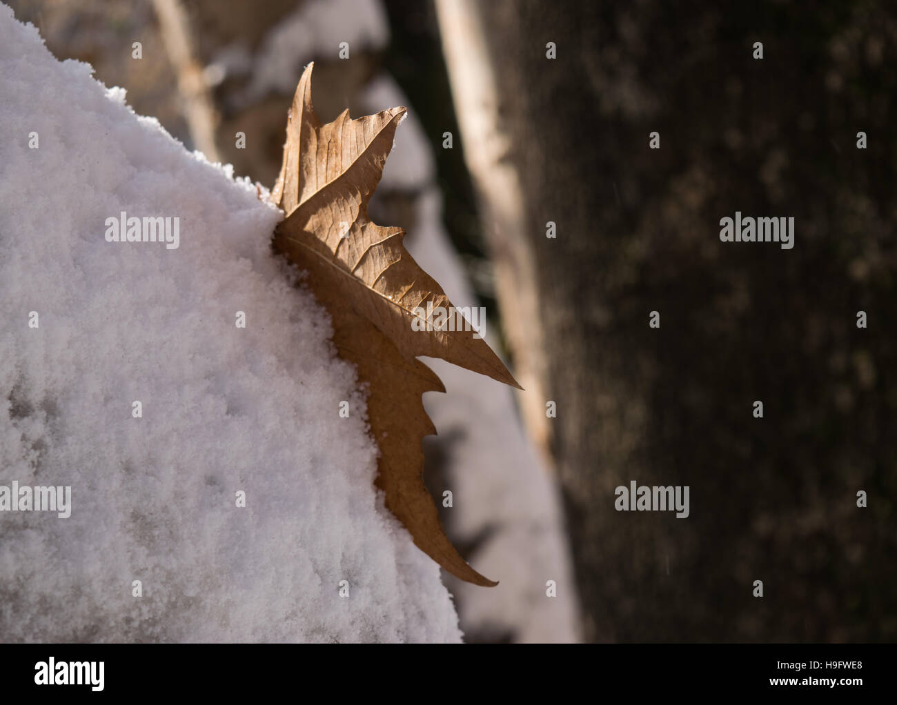 Snow leaf hi-res stock photography and images - Alamy