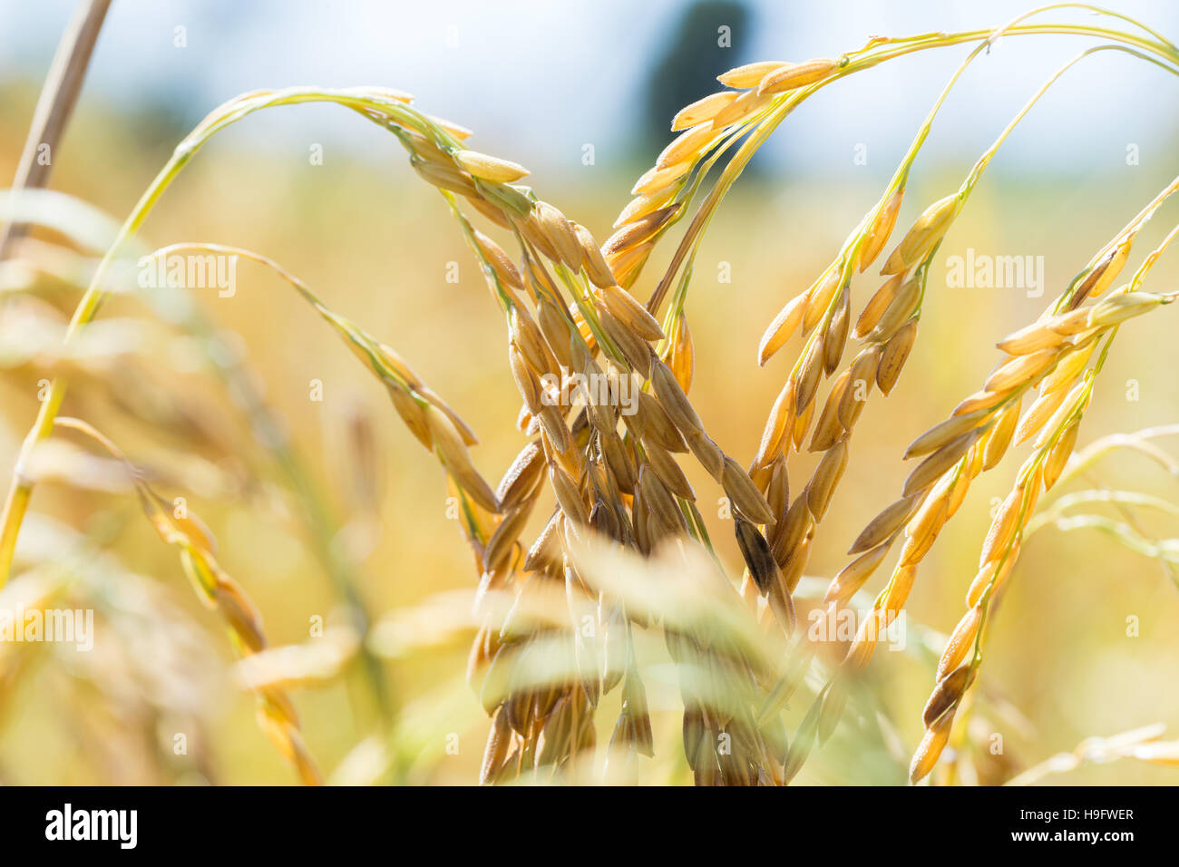 Ears of corn in a field with yellow gold Stock Photo - Alamy