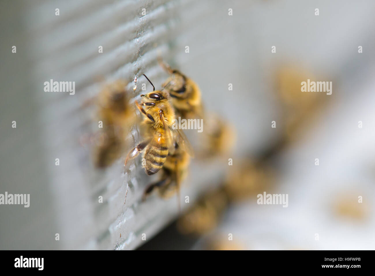 Raise bees hi-res stock photography and images - Alamy