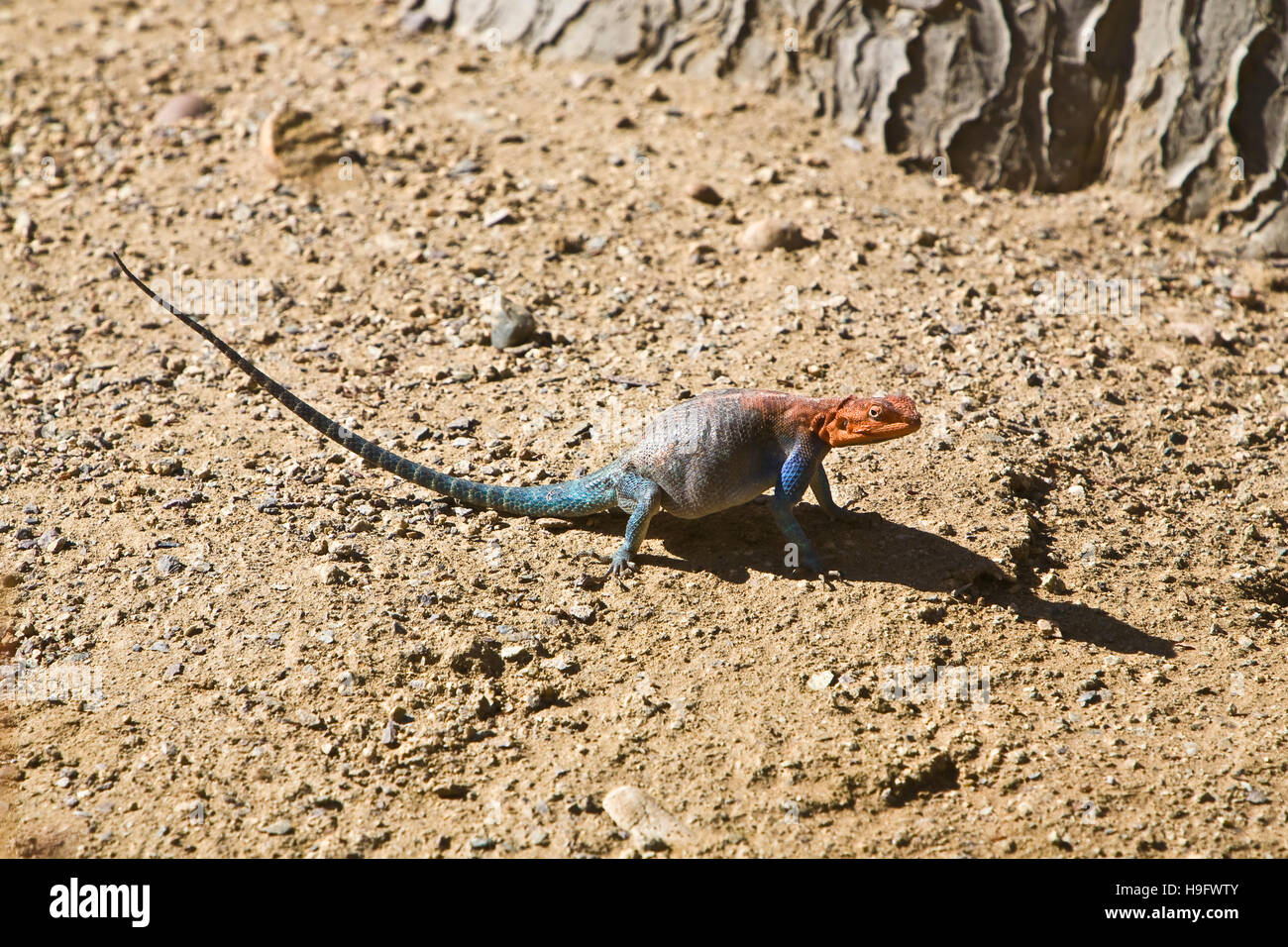 Insect eating lizards hi-res stock photography and images - Alamy