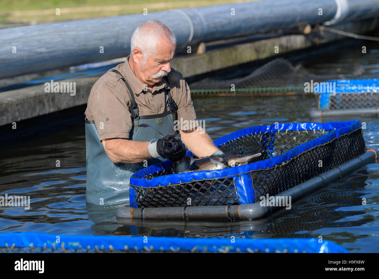 fishermen in action when collecting fish at a fishfarm Stock Photo - Alamy