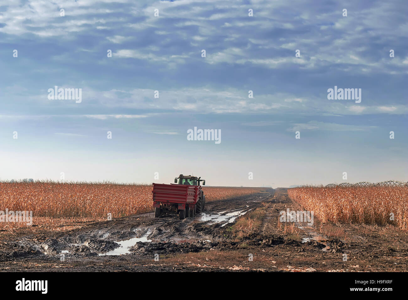 Tractor farming in corn field. Corn field Harvest. Agriculture concept ...