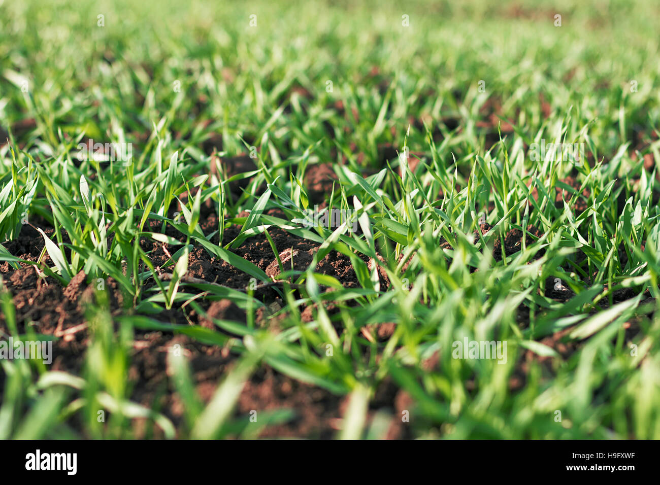 Young wheat seedlings growing in a field. Young green wheat growing in ...