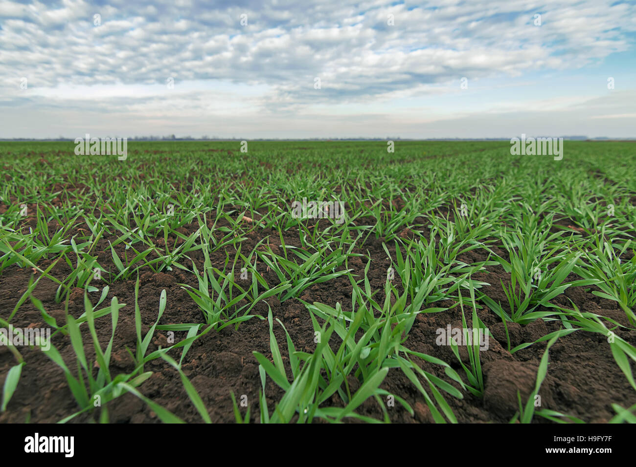 Wheat seedlings and blue sky. Young wheat in field. Young wheat ...