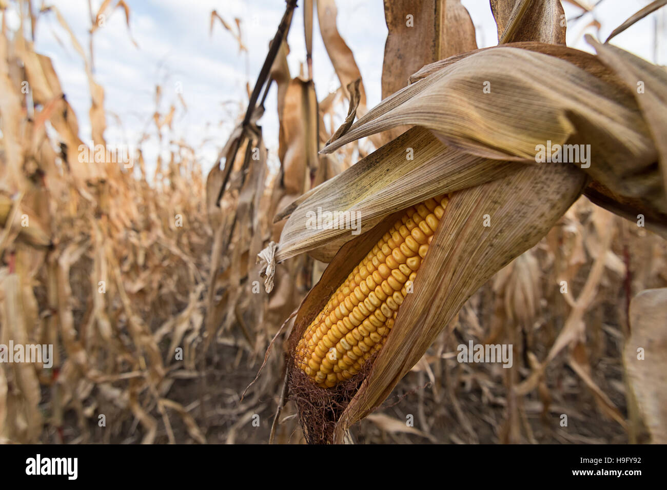 Ripe maize ear in cultivated agricultural corn field ready for harvest ...