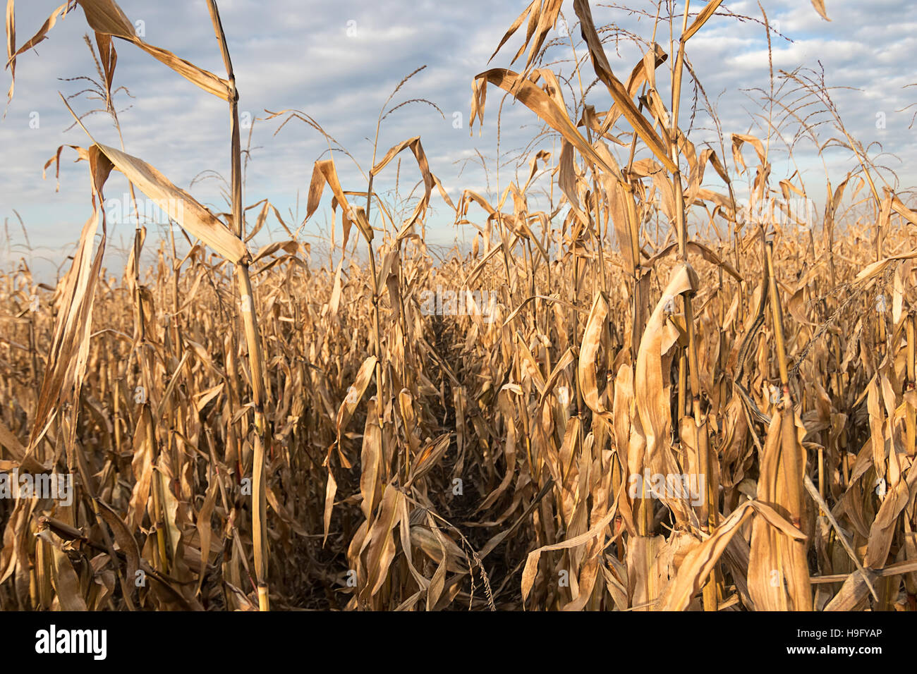 Corn Field autumn. Agricultural field with corn autumn Stock Photo - Alamy