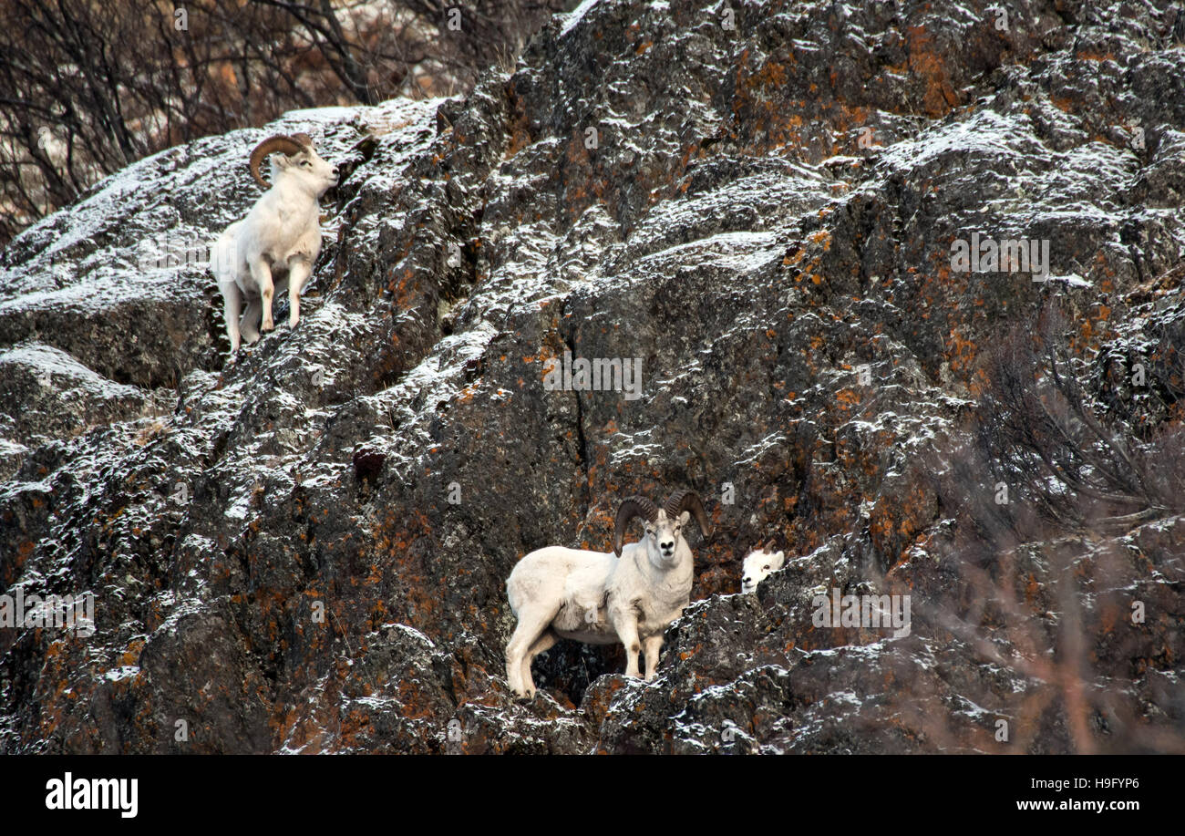 Dall sheep rams and ewe along the cliffs during the rut season Stock ...