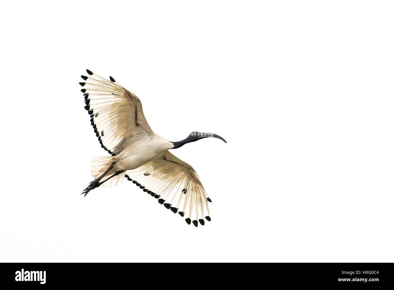 A white Ibis flying in the air with its wings spread Stock Photo - Alamy