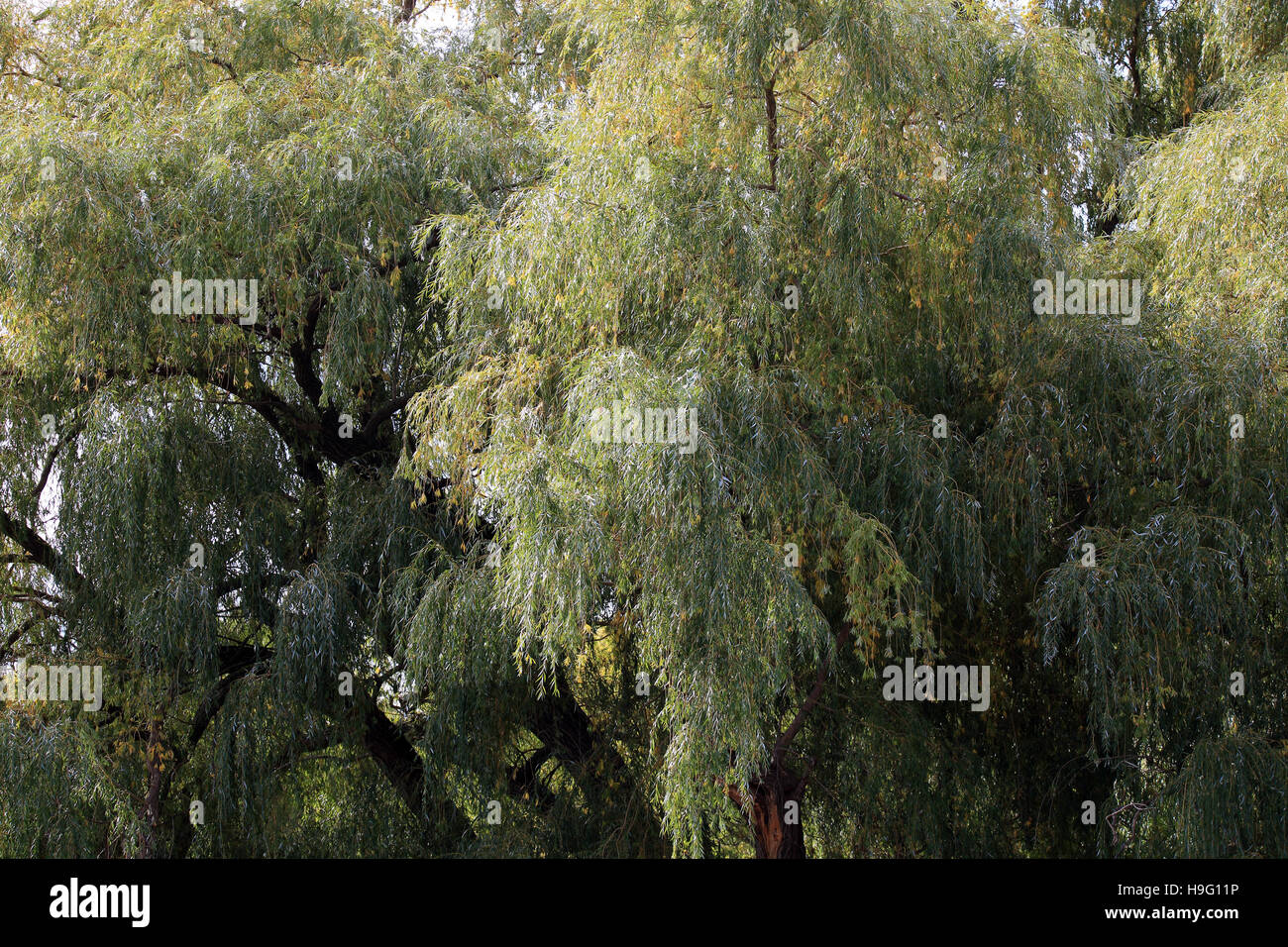 Full willow hi-res stock photography and images - Alamy