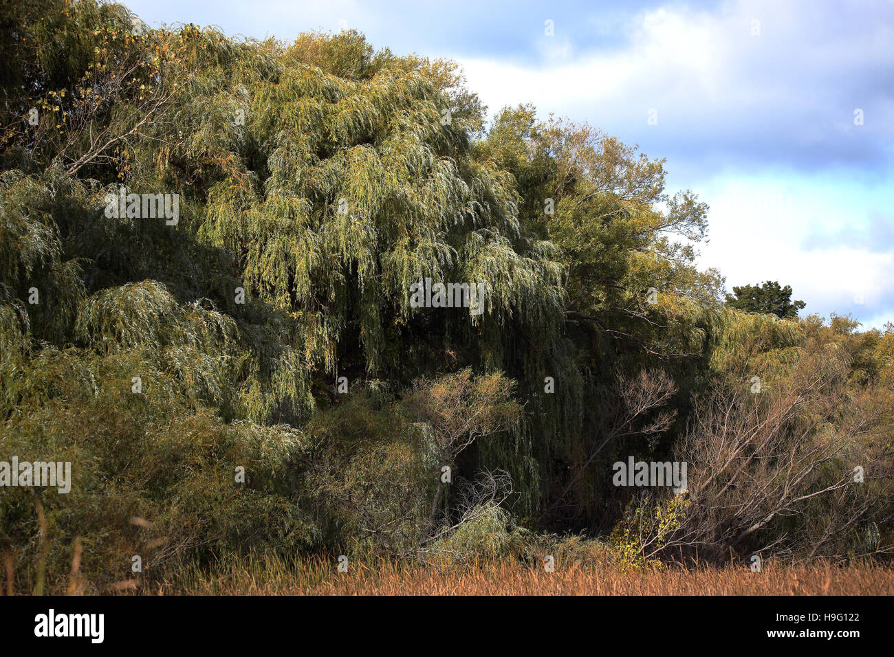 Weeping willow tree edge hi-res stock photography and images - Alamy