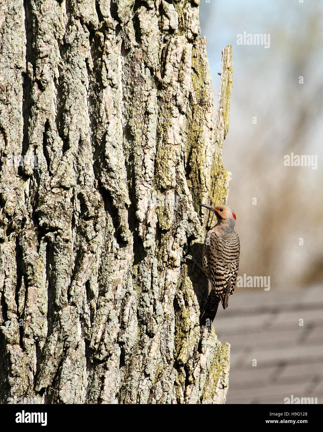 One northern flicker clinging to the side of a tree Stock Photo - Alamy