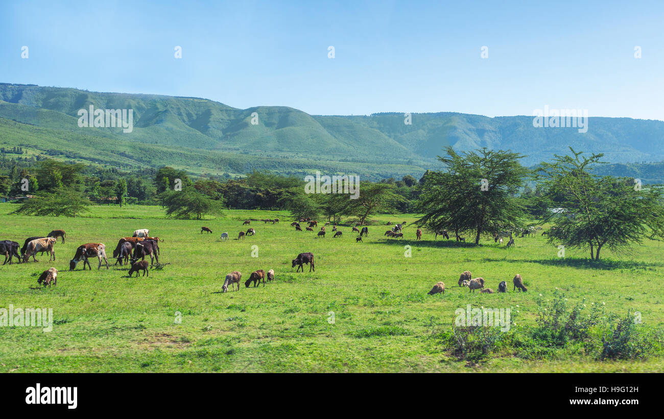 Cattle, Sheep and goats grazing in the fields near Naivasha, Kenya ...