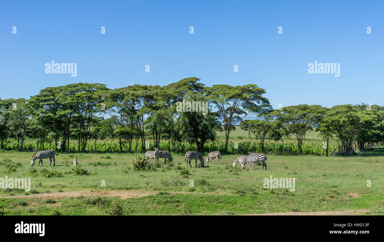 African grazing animals hi-res stock photography and images - Alamy