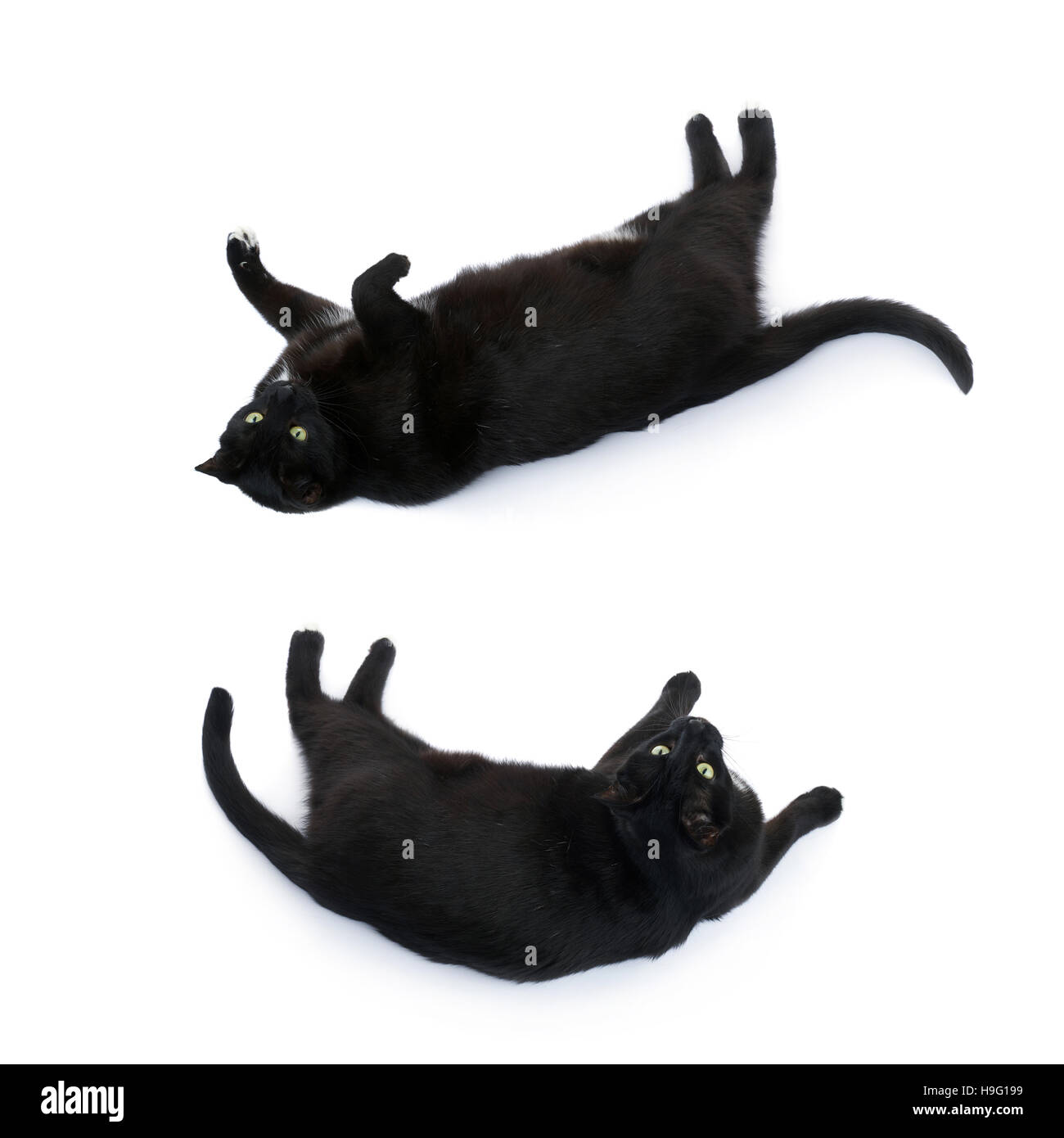 Lying black cat isolated over the white background Stock Photo - Alamy