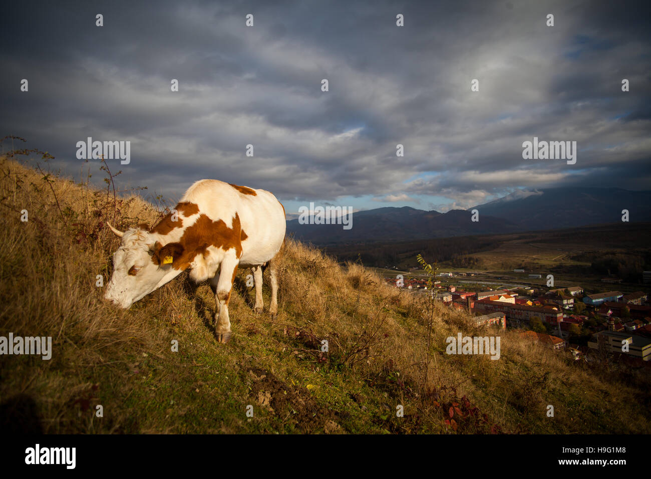 Color image of a cow grazing on a hill Stock Photo - Alamy