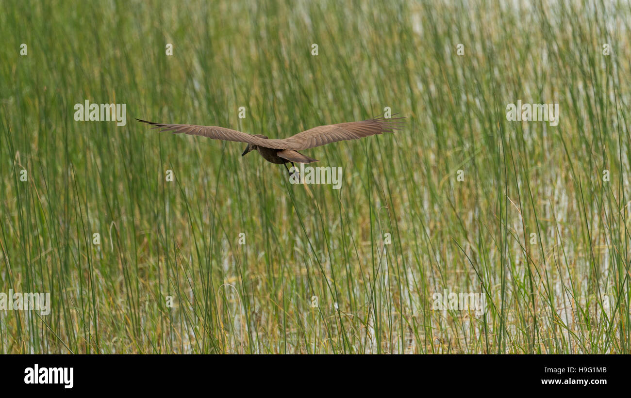 Hamerkop in flight hi-res stock photography and images - Alamy