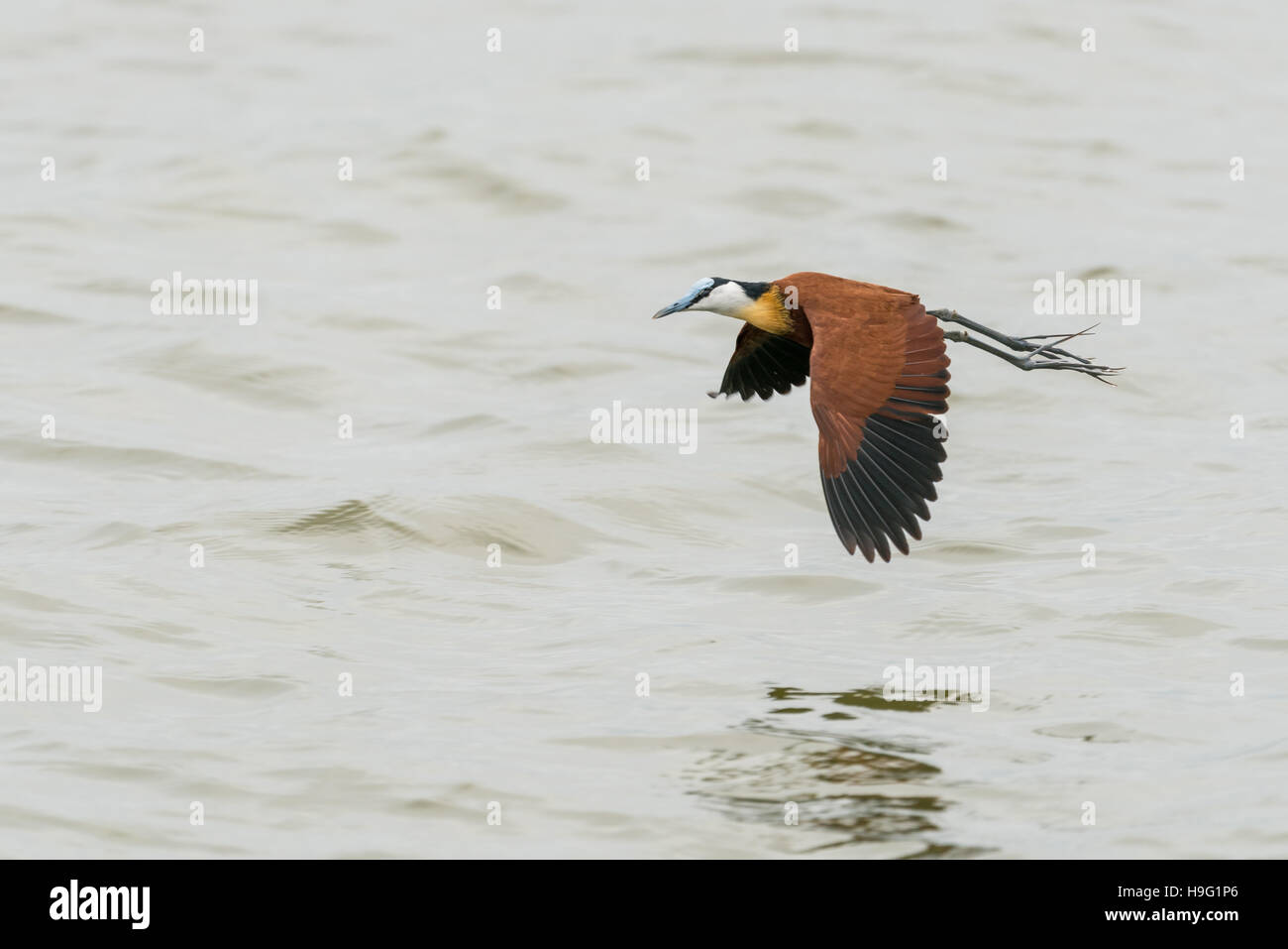 African Jacana in mid flight over Hawassa Lake Stock Photo - Alamy