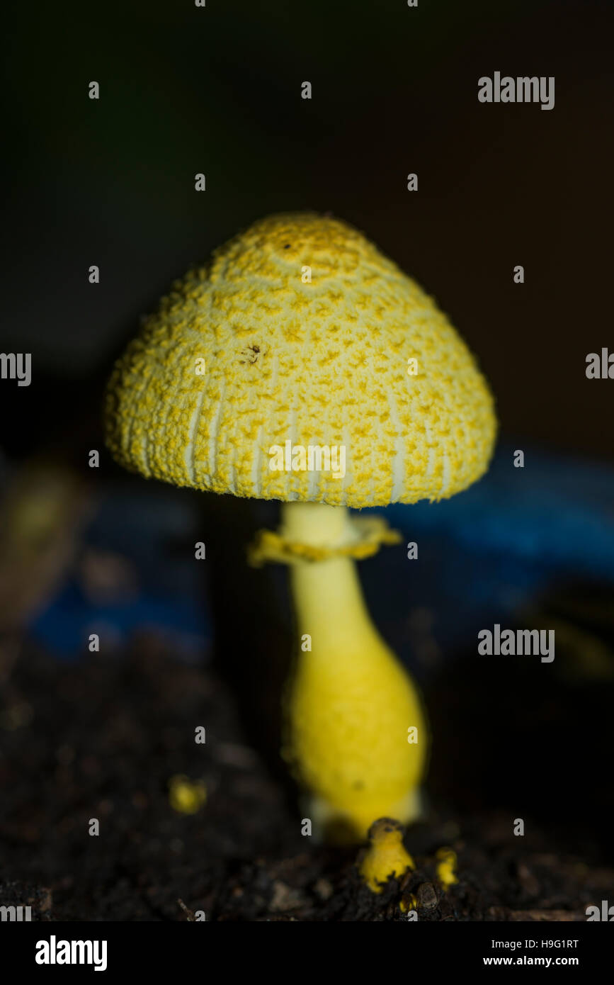 Yellow parasol, flowerpot parasol, yellow houseplant mushroom ...