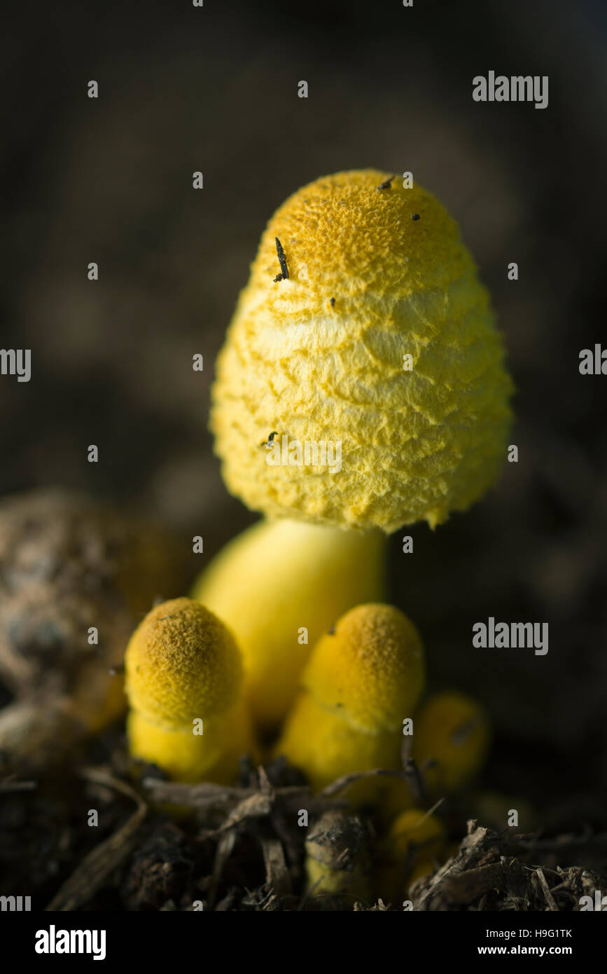 Yellow parasol, flowerpot parasol, yellow houseplant mushroom ...