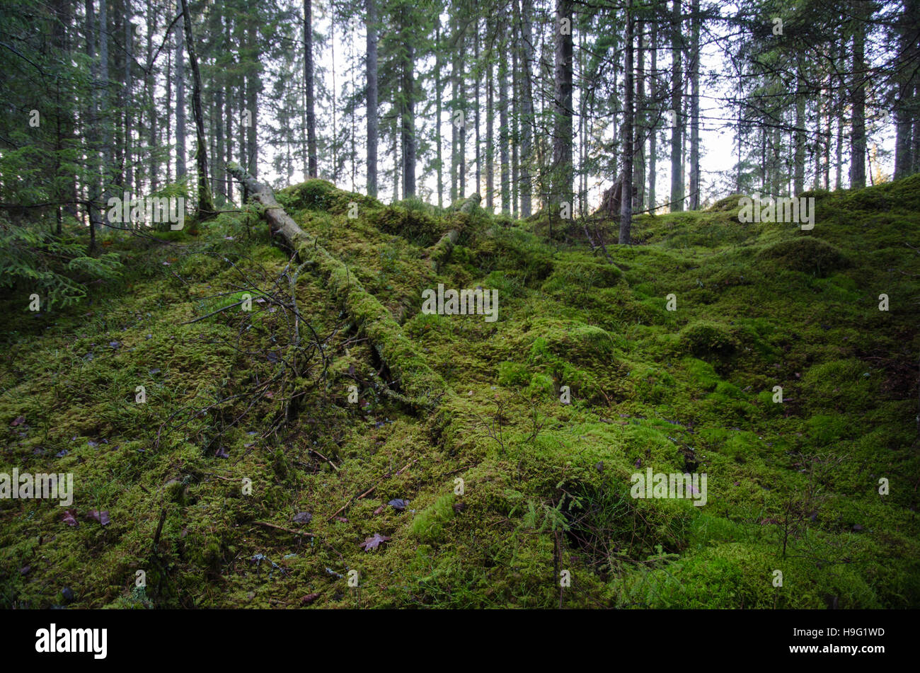 Very soft ground hi-res stock photography and images - Alamy