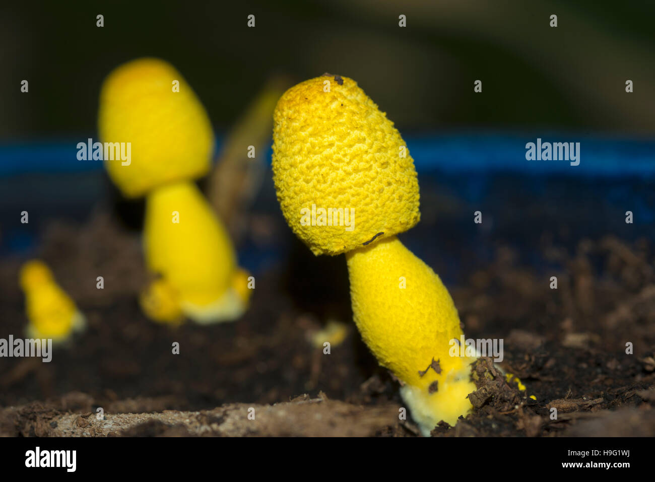 Yellow parasol, flowerpot parasol, yellow houseplant mushroom ...