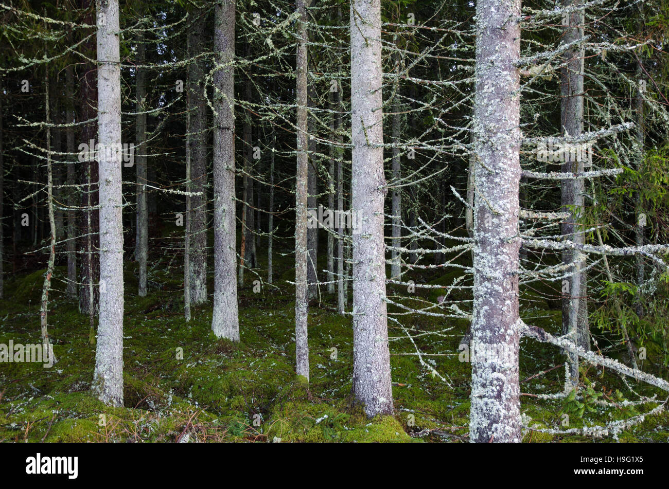 Spruce tree trunks all over in a forest with green mossy ground Stock ...