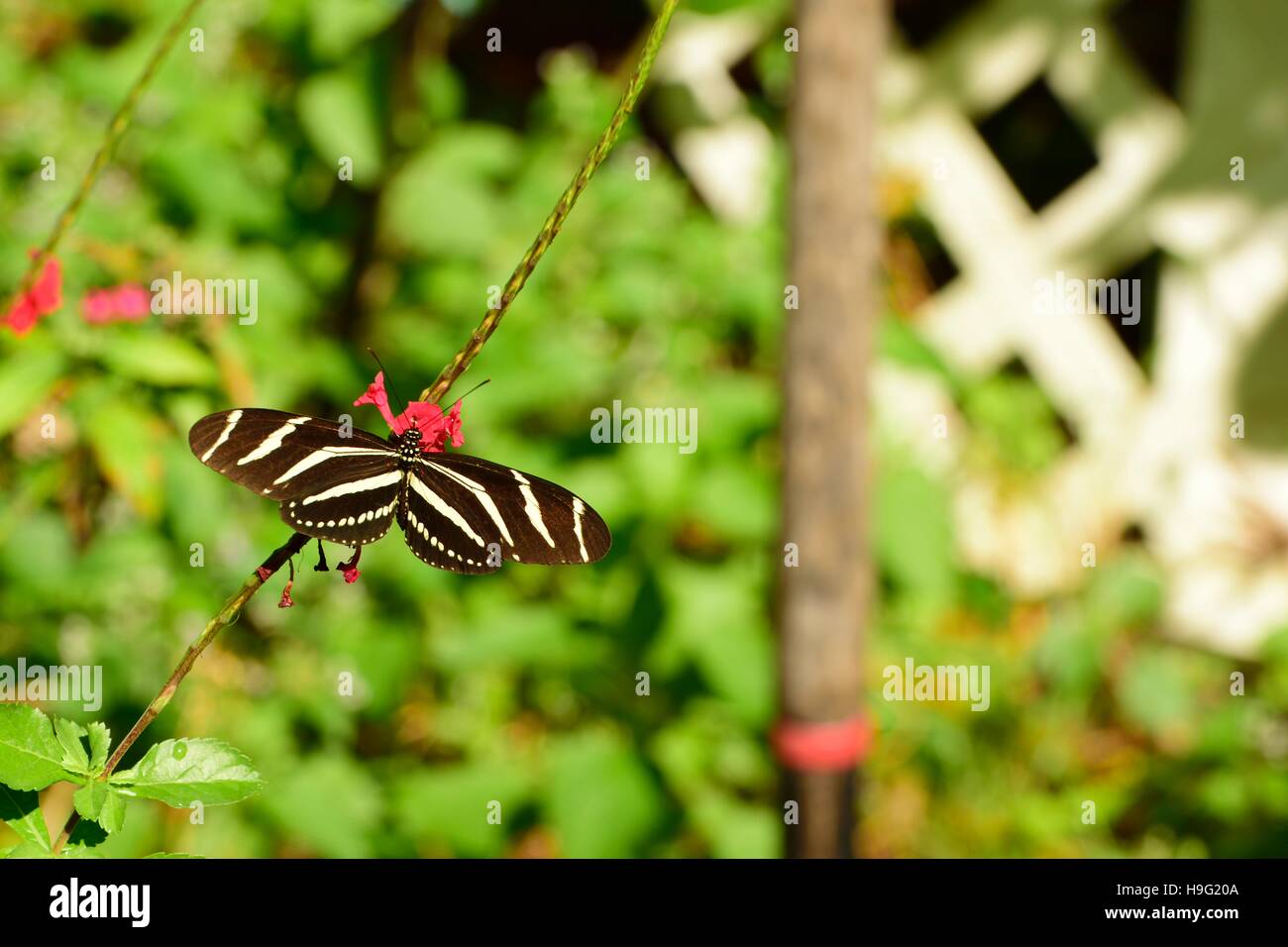 Zebra long winged butterfly in a botanical garden Stock Photo - Alamy