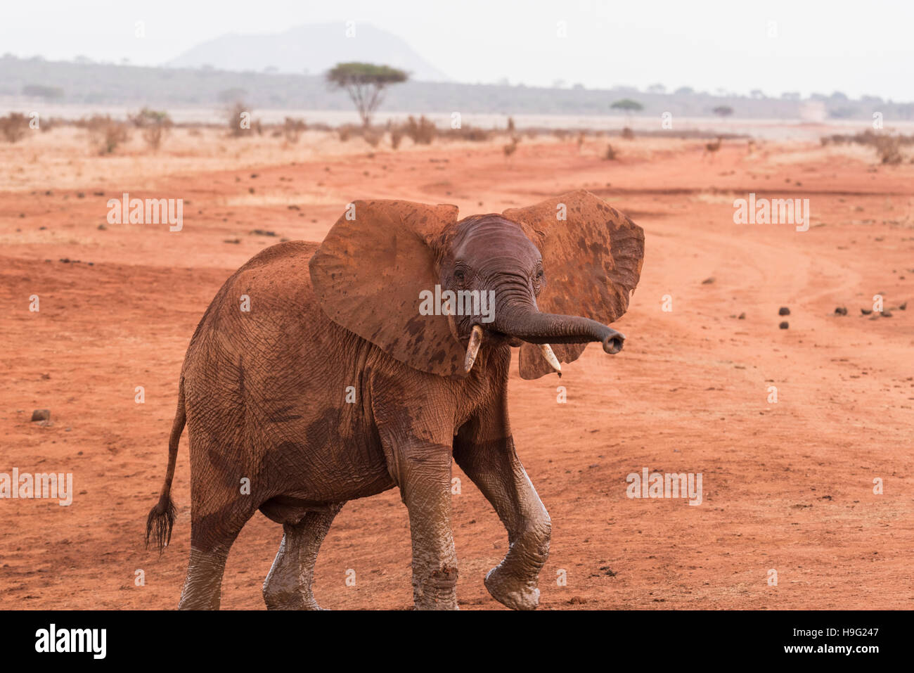 A "red" elephant with raised ears and trunk Stock Photo - Alamy