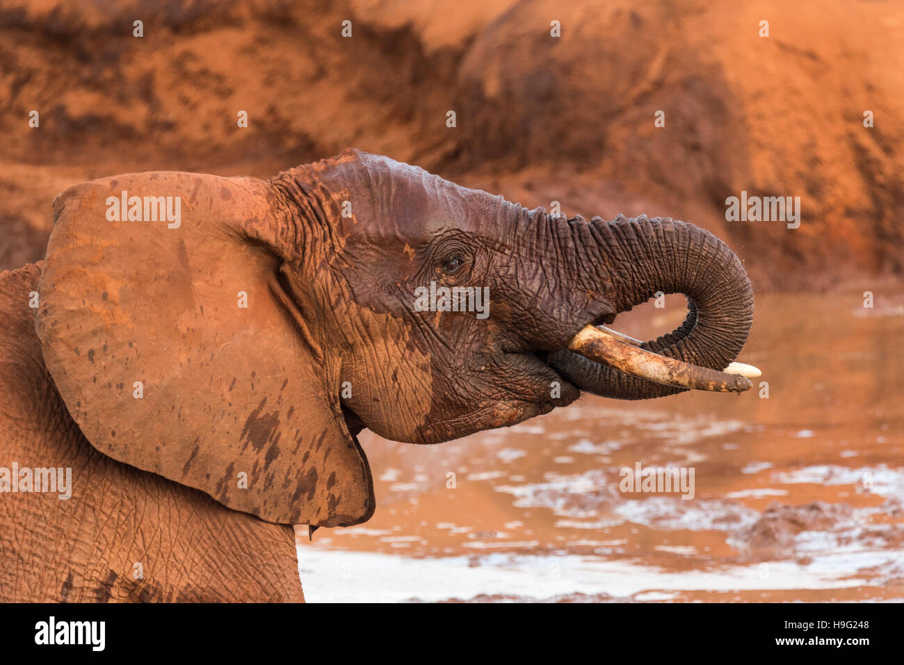 A "red" elephant drinking Stock Photo - Alamy