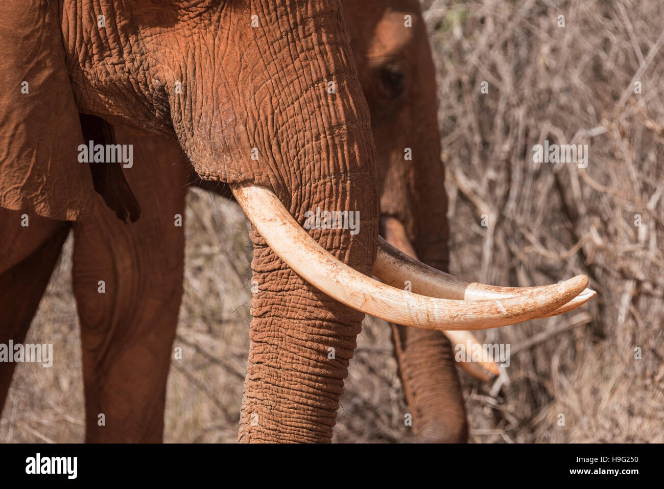 Close up of "red" elephant's tusks Stock Photo - Alamy