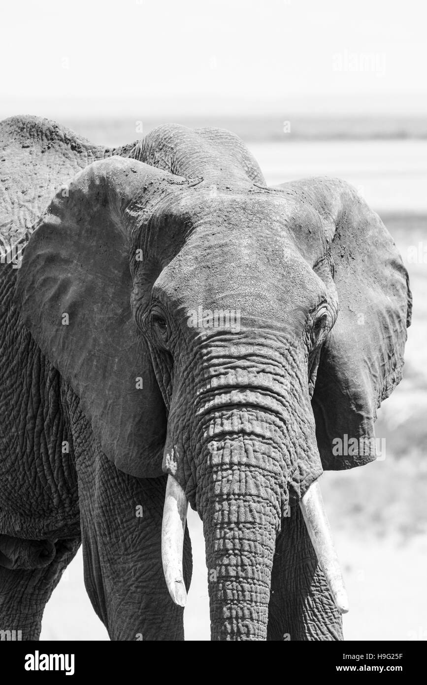 Elephant loxodonta africana on Black and White Stock Photos & Images ...
