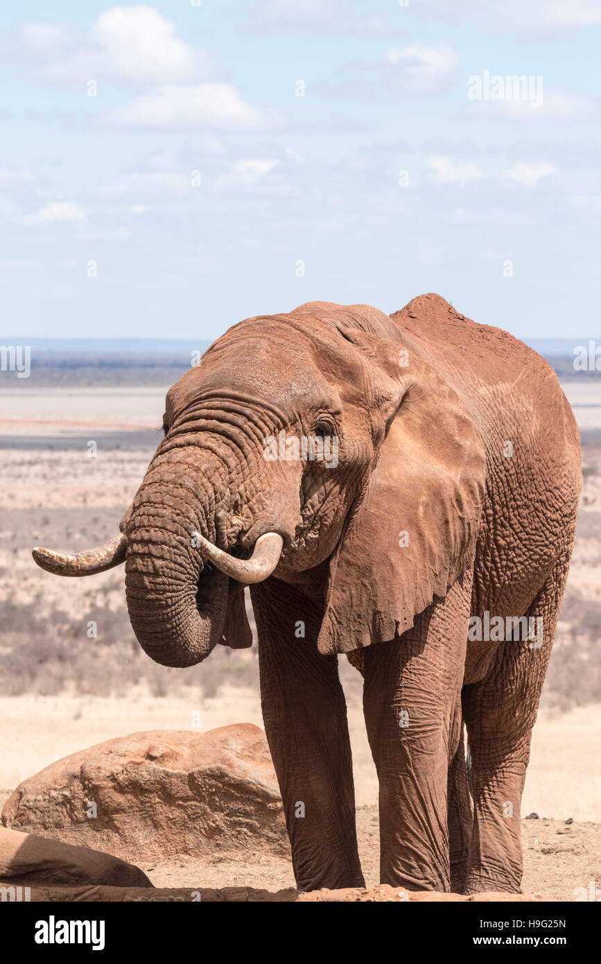 A shot of a "red" elephant drinking Stock Photo - Alamy