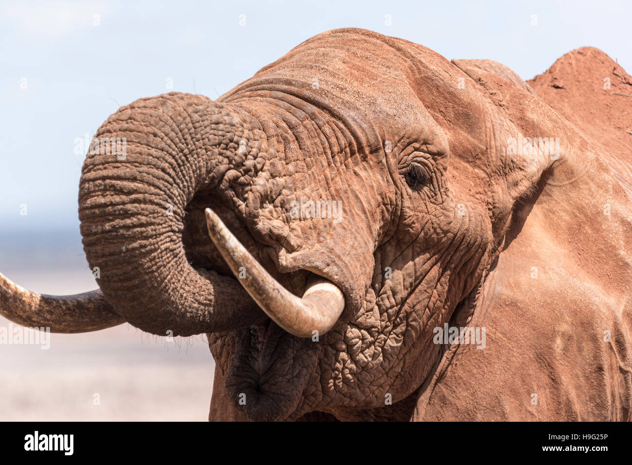 A shot of a "red" elephant drinking Stock Photo - Alamy
