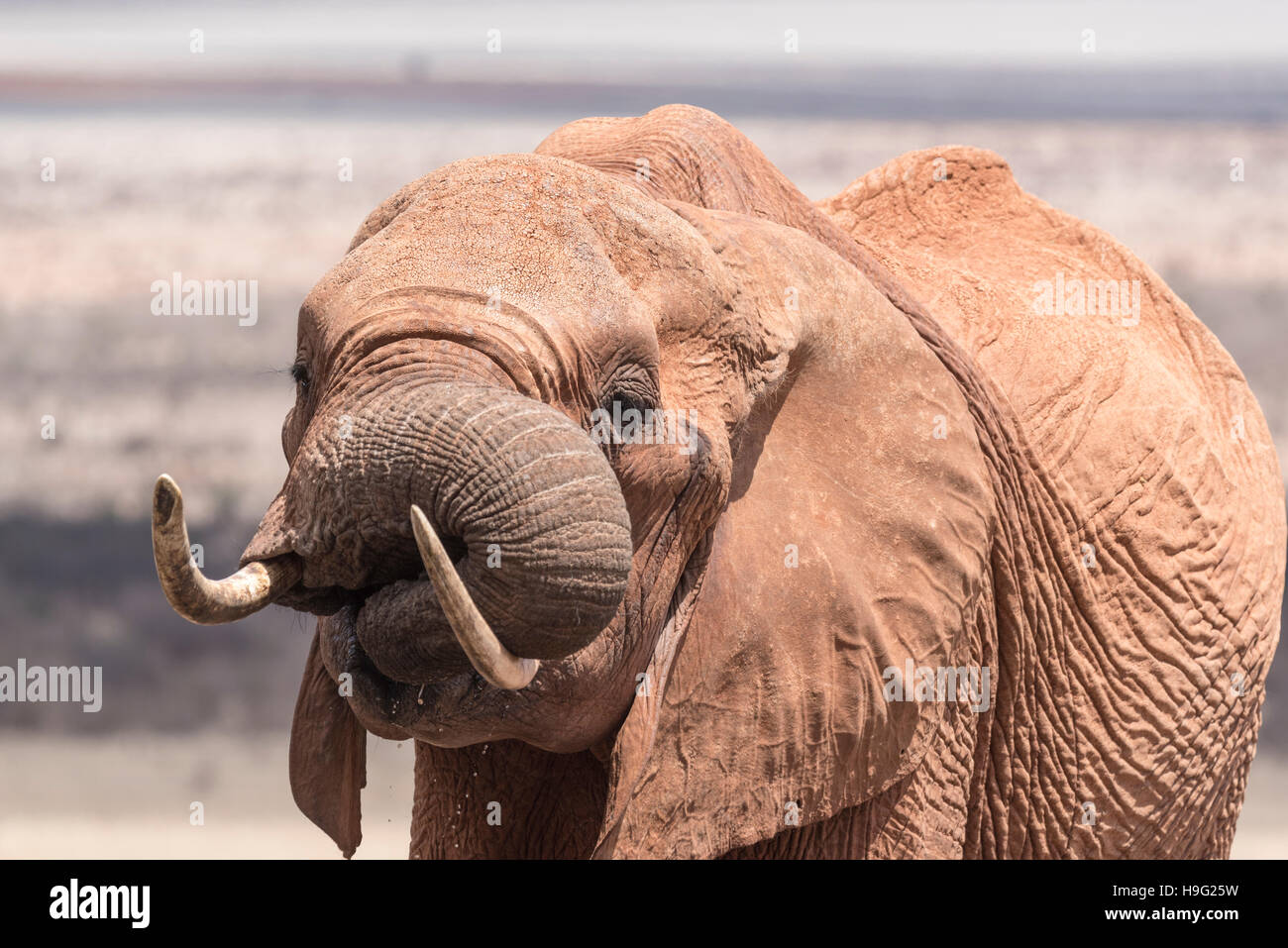 A head shot of a "red" elephant (Loxodonta africana) supporting its ...