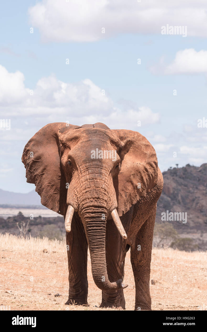 A standing "red" elephant Stock Photo - Alamy